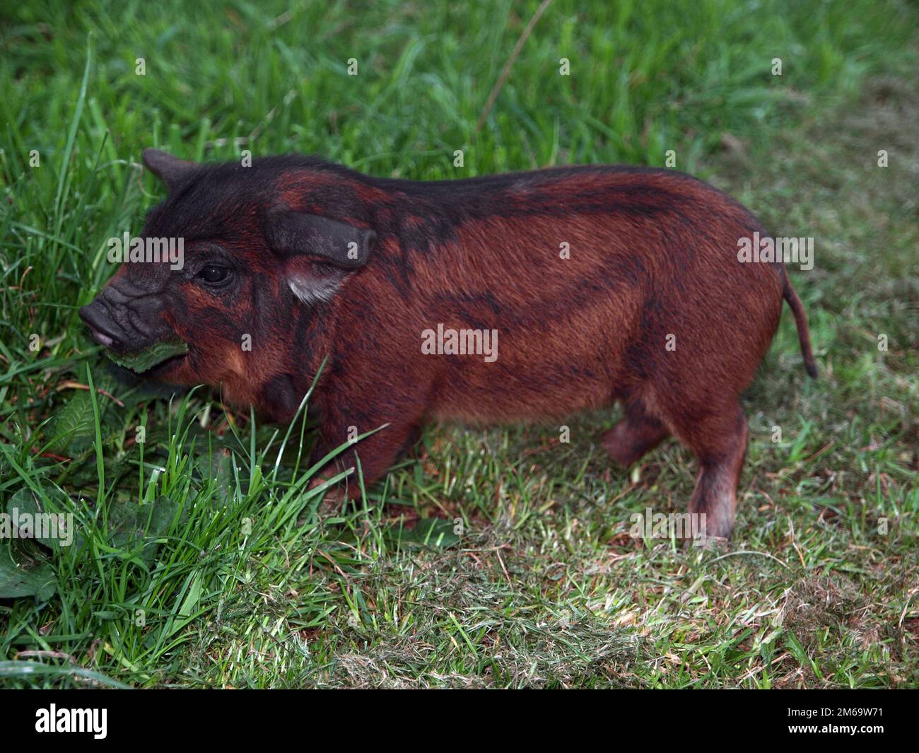 Kune kune boar hi-res stock photography and images - Alamy