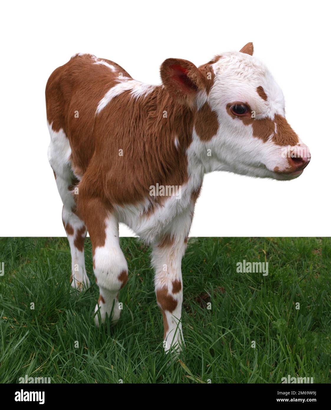 Holstein Charolais Cross