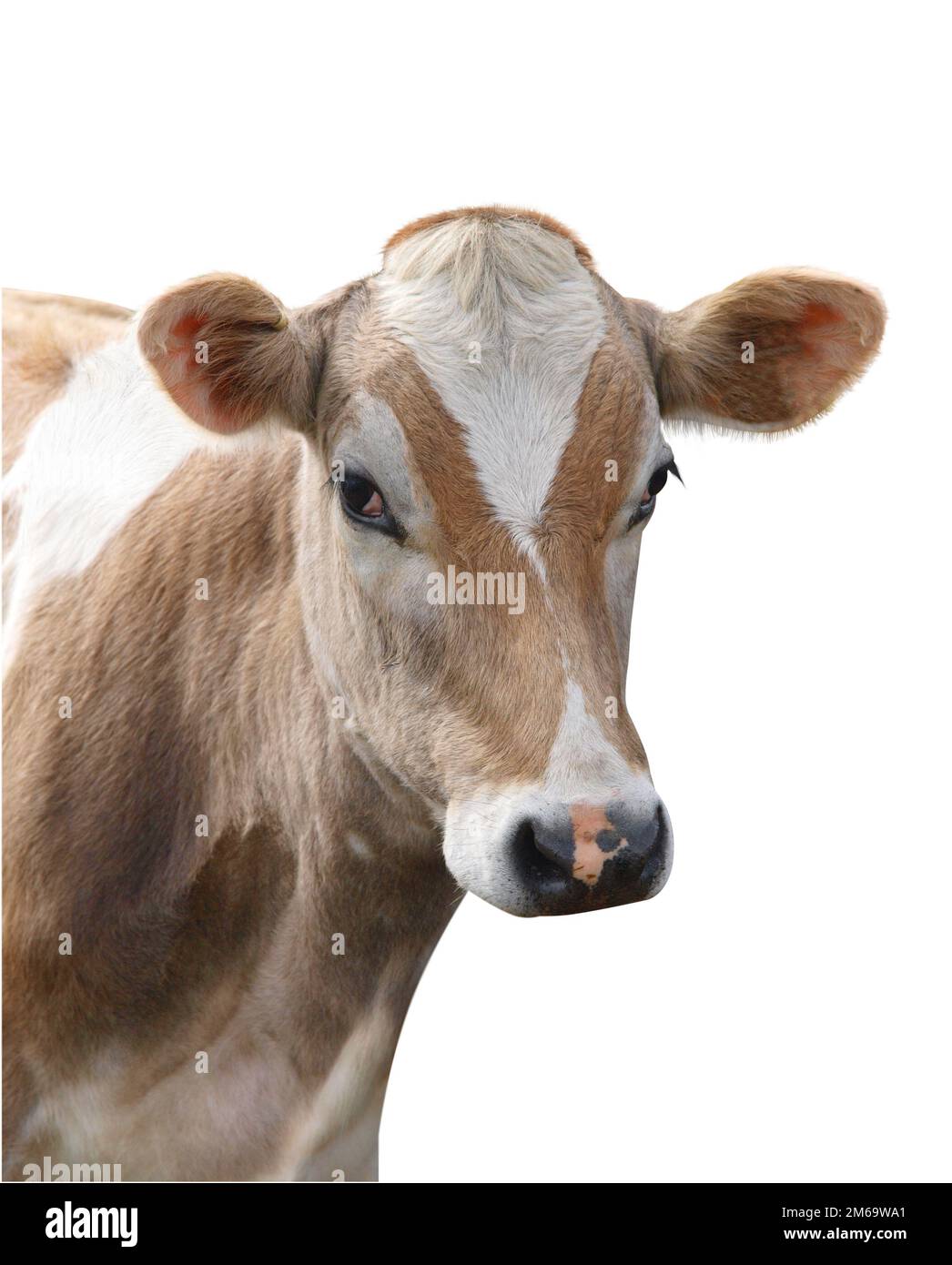 Red heifer hi-res stock photography and images - Alamy