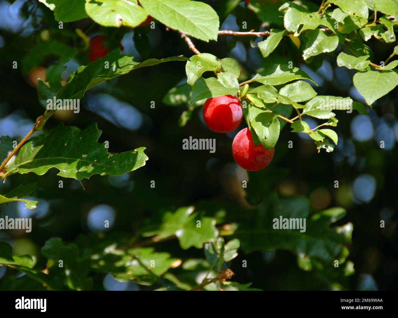 Two red plum fruits hi-res stock photography and images - Alamy