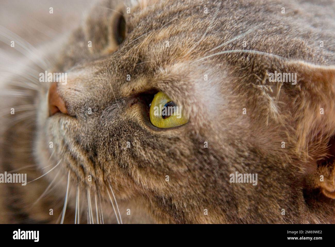 Cats eye close up hi-res stock photography and images - Alamy