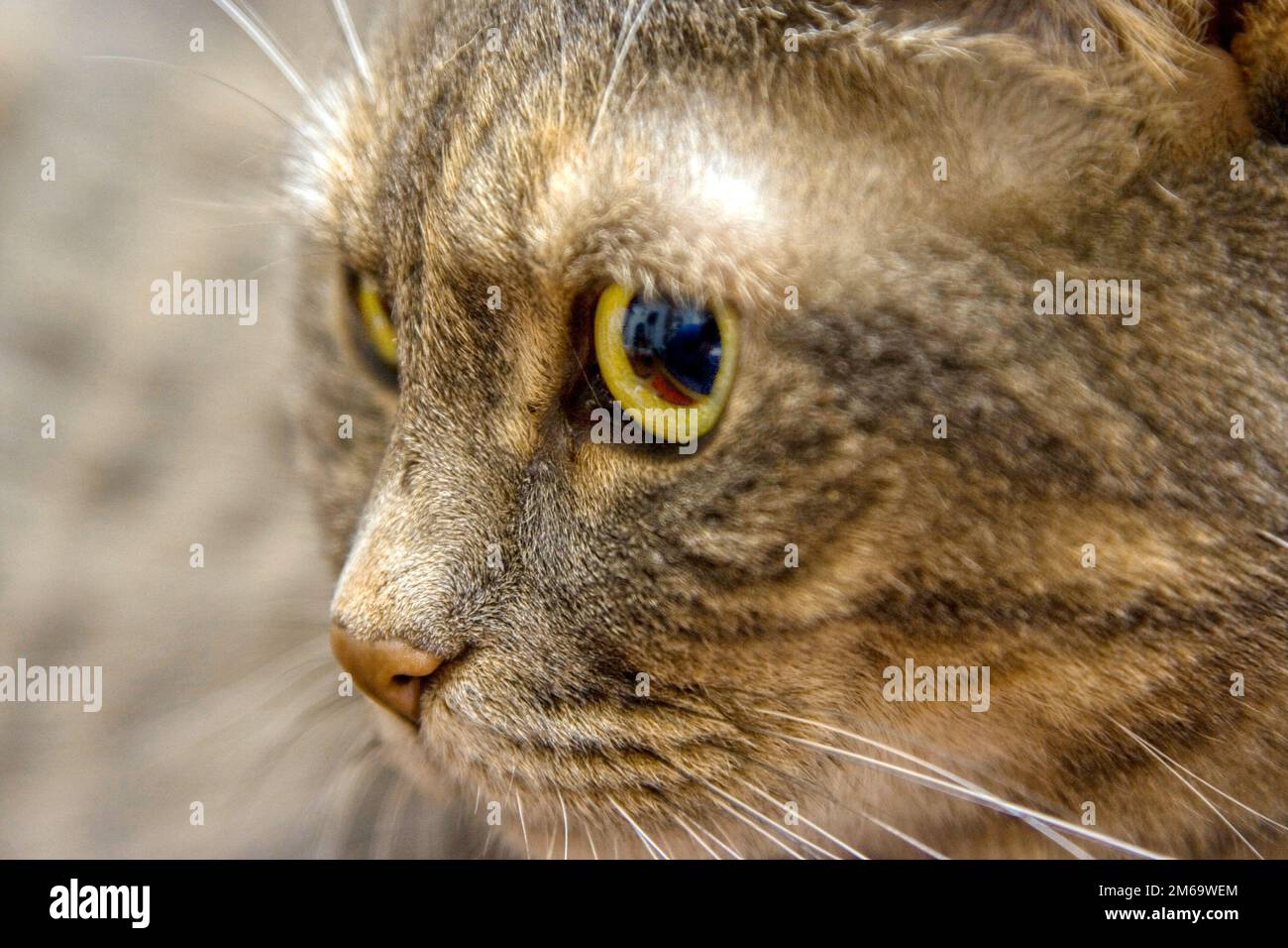 Cats eye green eye hi-res stock photography and images - Alamy