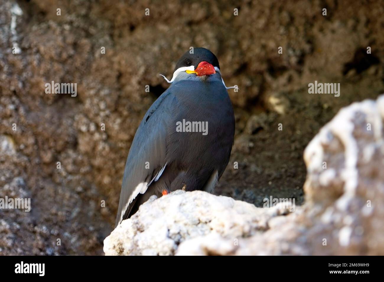 Inca Tern in a cliff Stock Photo - Alamy