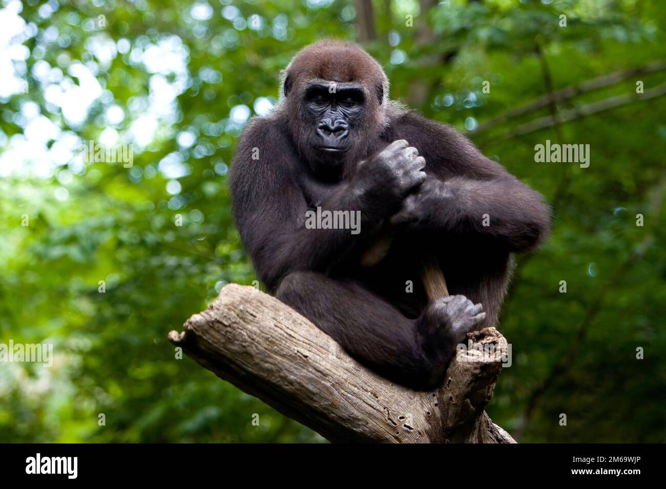 Gorilla in a tree Stock Photo - Alamy