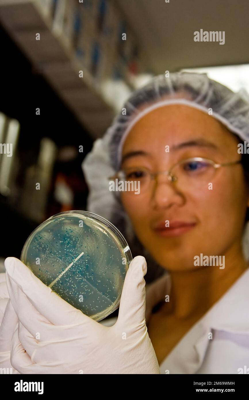 Female scientist picking colonies Stock Photo - Alamy