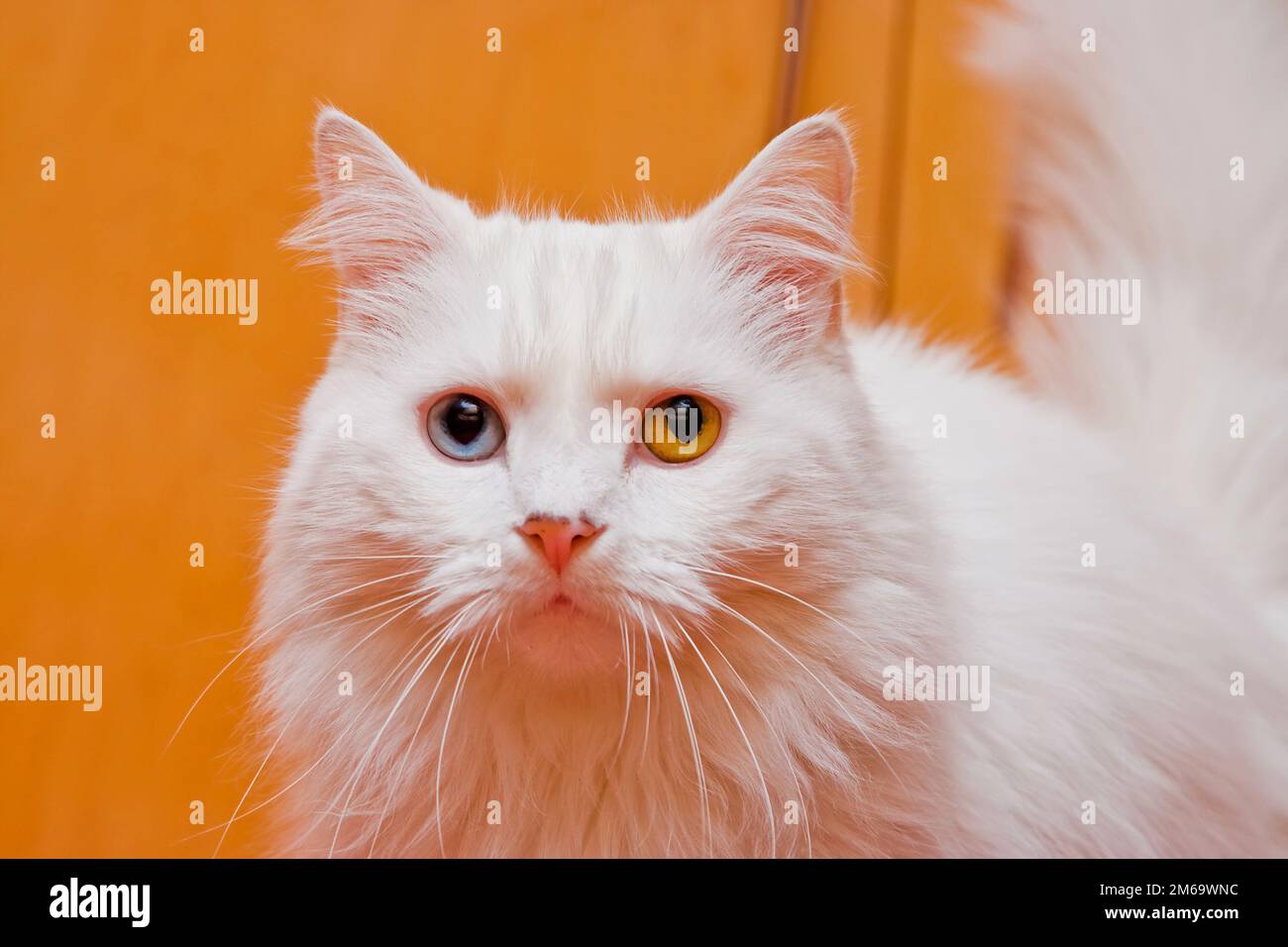 Bi-colored eye white cat Stock Photo - Alamy