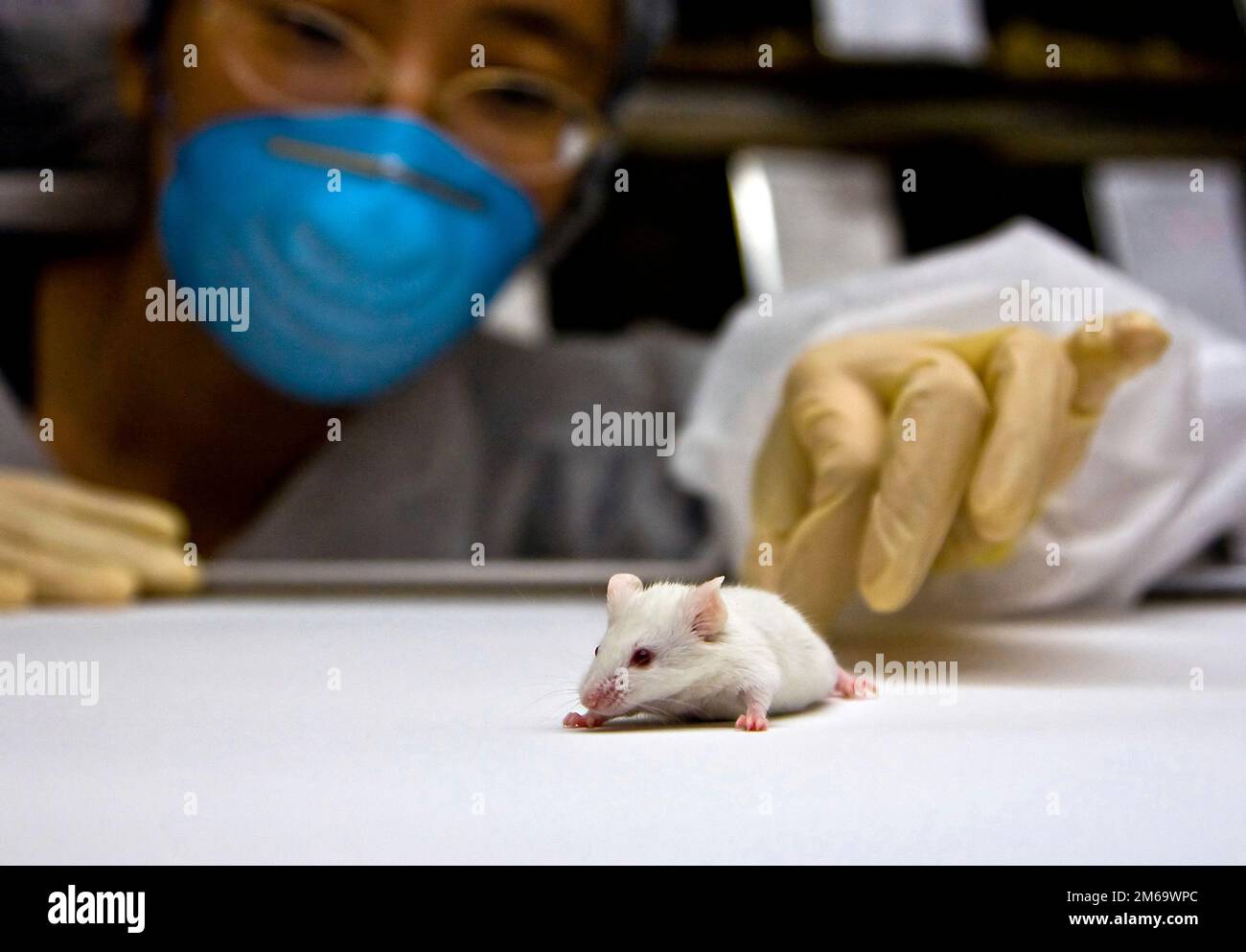 White rat scientist hi-res stock photography and images - Alamy