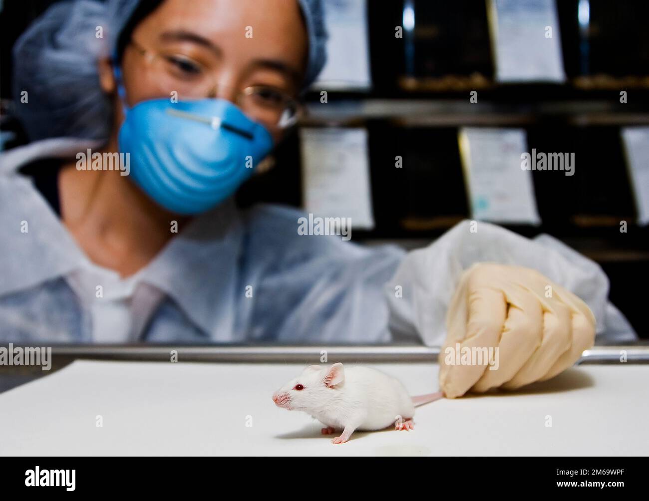 Scientist with white mouse Stock Photo - Alamy