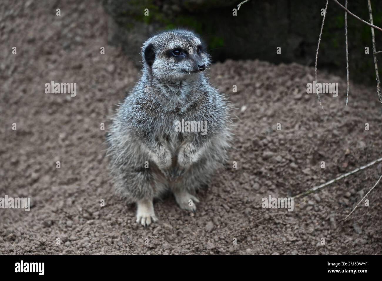 London Zookeepers got our their clipboards again for the New Year count ...