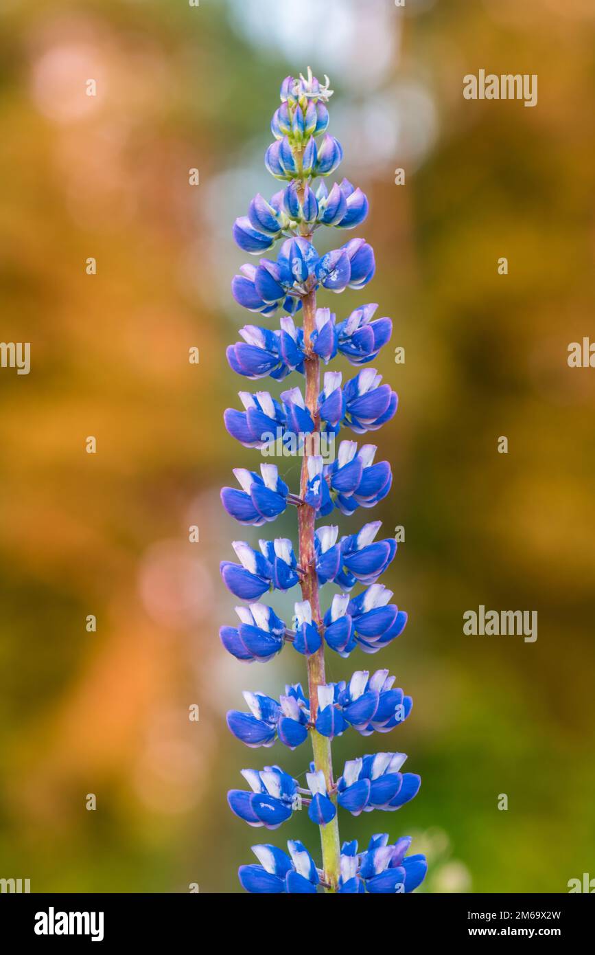 Blooming macro lupine flower hi-res stock photography and images - Alamy