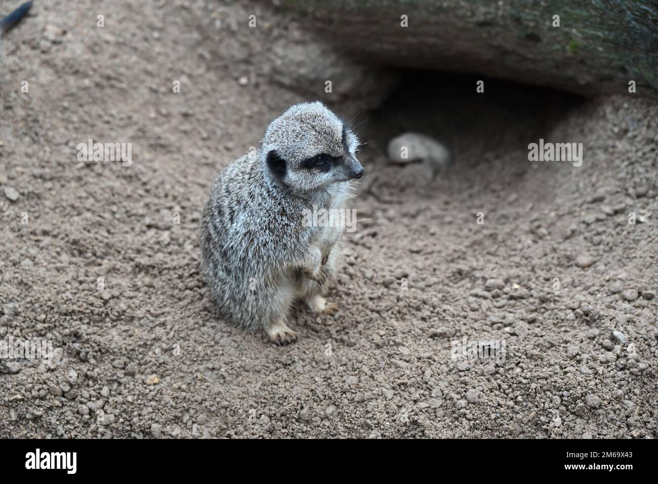 London Zookeepers got our their clipboards again for the New Year count ...