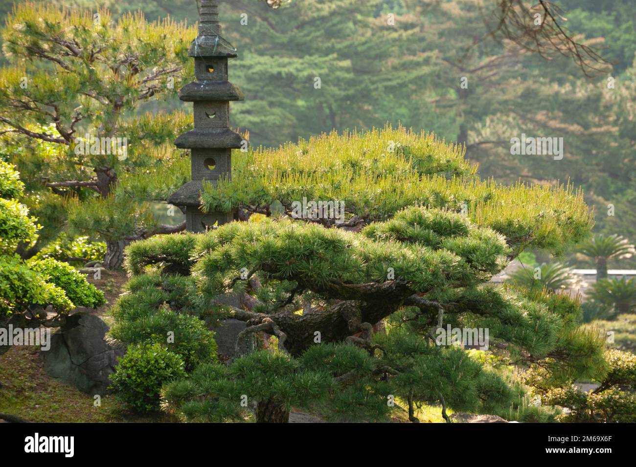Ritsurin Koen Garden is famous for its sculpted pine trees, Takamatsu ...