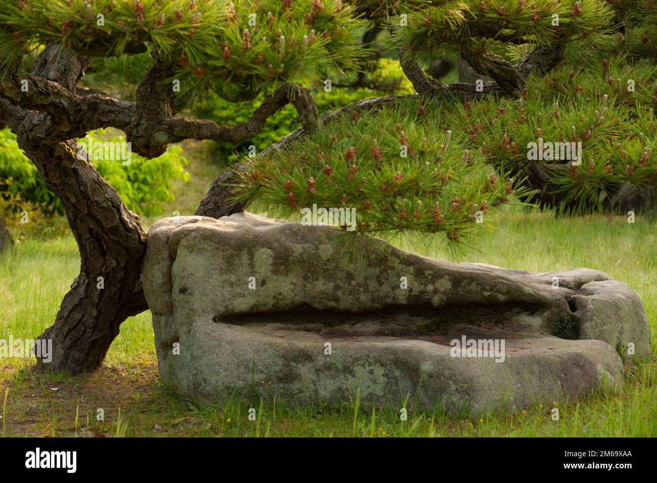 Ritsurin Koen Garden is famous for its sculpted pine trees, Takamatsu ...