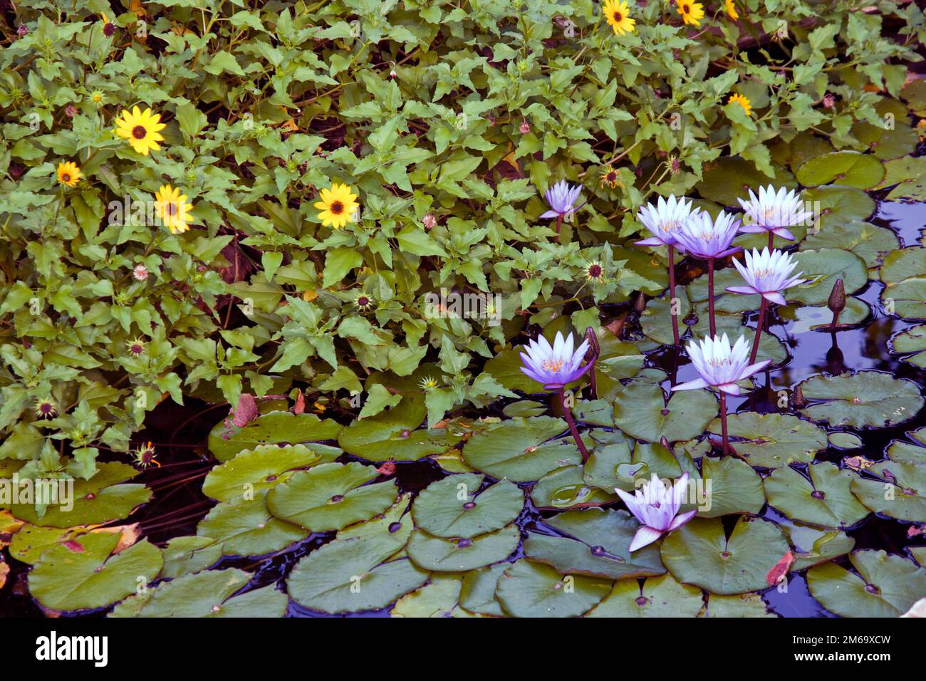 Water lilies nymphaeaceae lily hi-res stock photography and images - Alamy