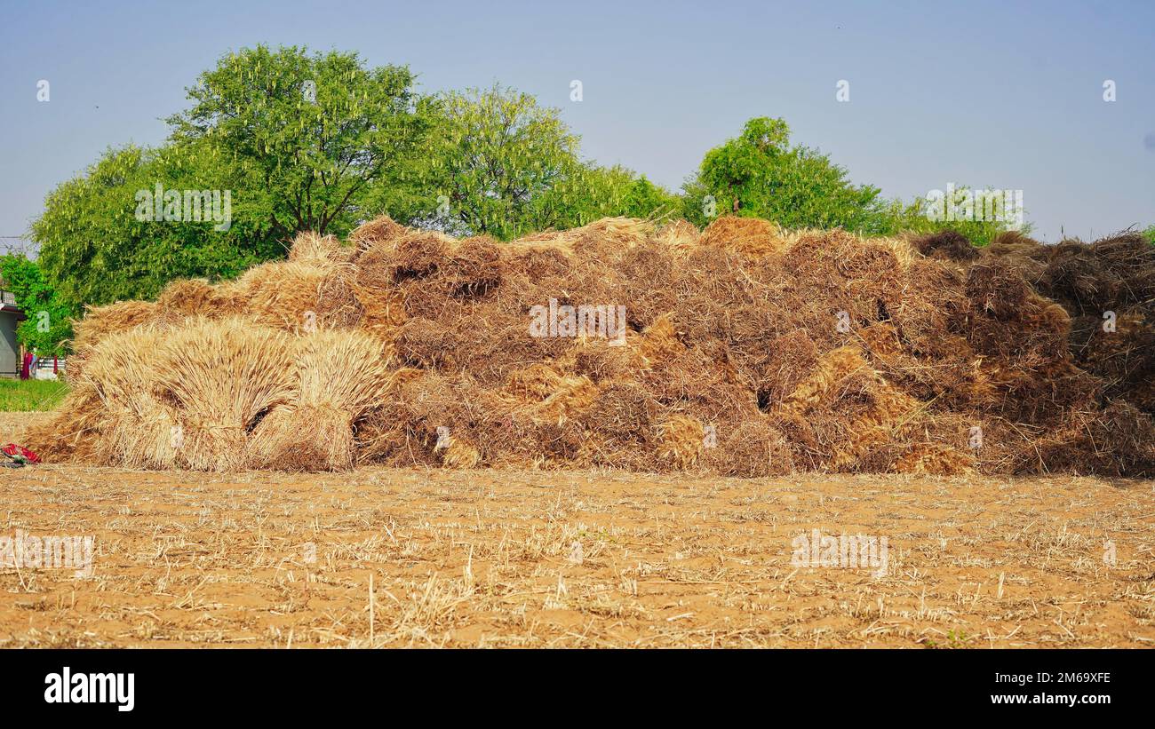 Many bales stacked in wheat field during winters. Heap of harvested ...