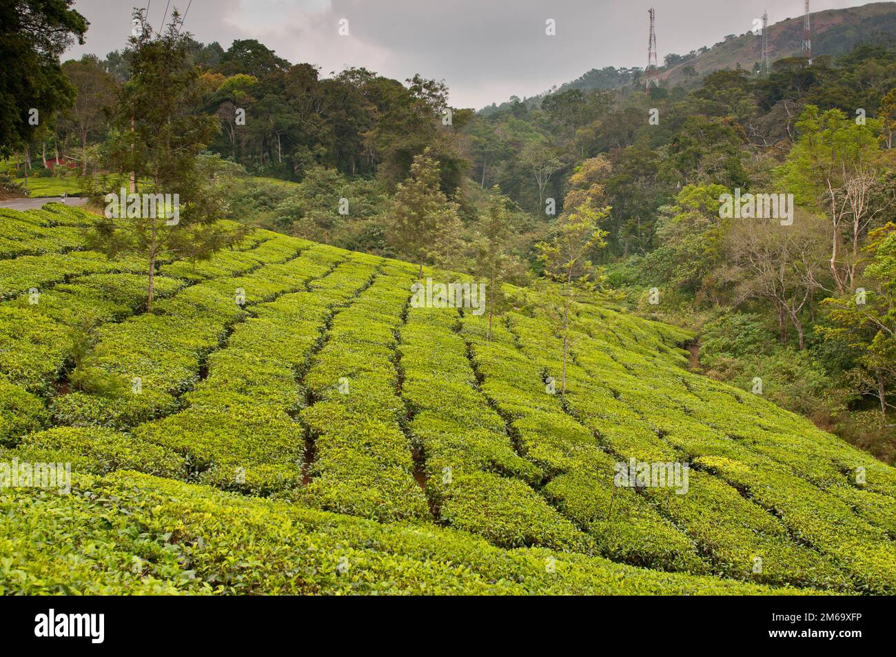 New tea plantation hi-res stock photography and images - Alamy