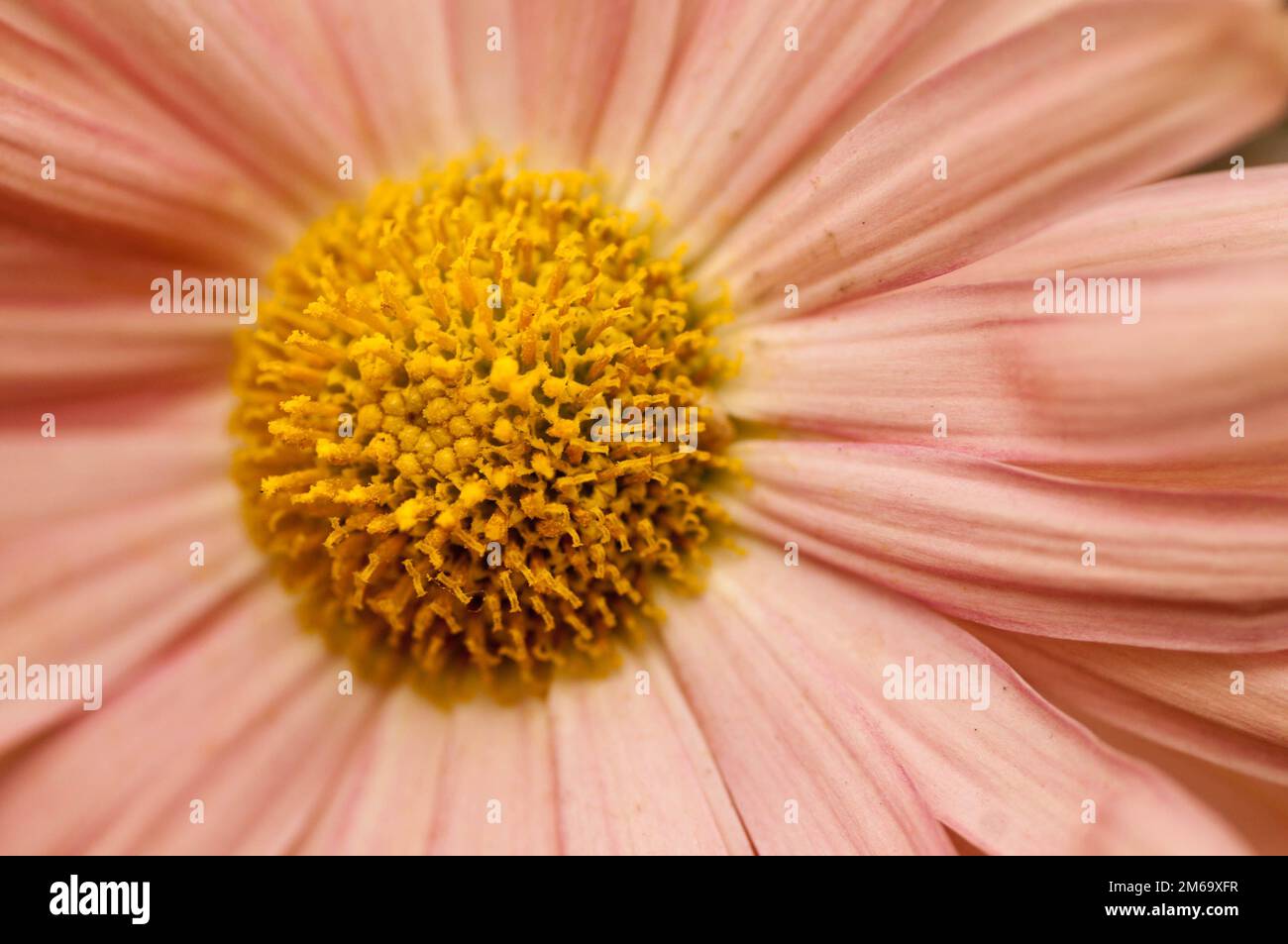 Pink paper daisy hi-res stock photography and images - Alamy