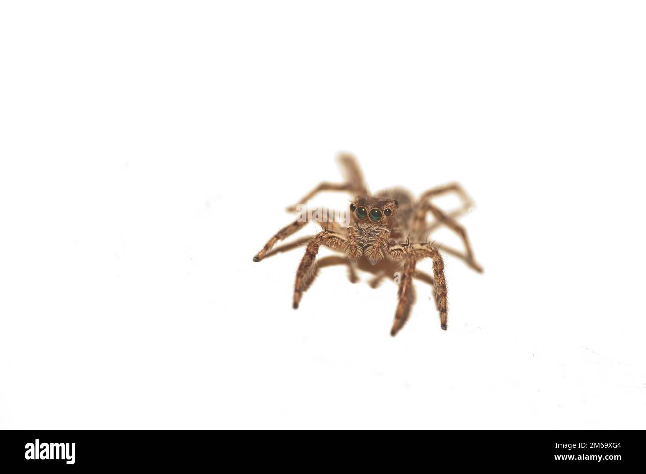 Close up shot jumping Cut Out Stock Images & Pictures - Alamy