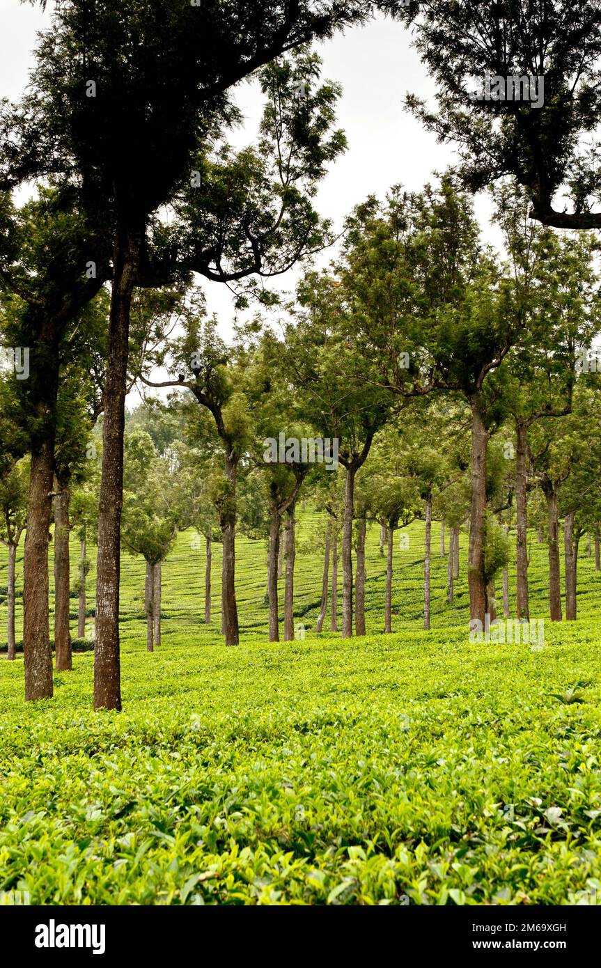 Beautiful scenery green tea plantation hi-res stock photography and images - Alamy