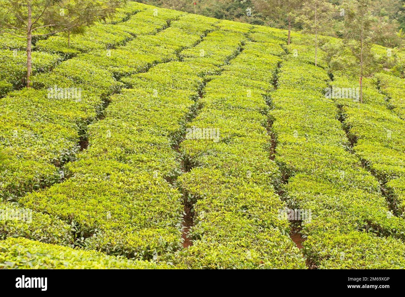 New tea plantation hi-res stock photography and images - Alamy