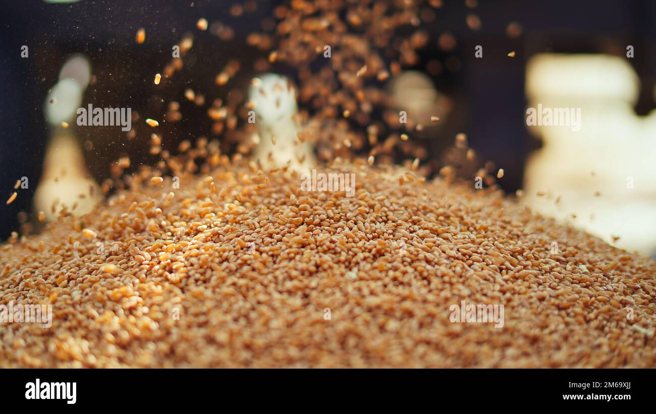 Fresh harvested Wheat seeds falling from tractor machine on the ground ...