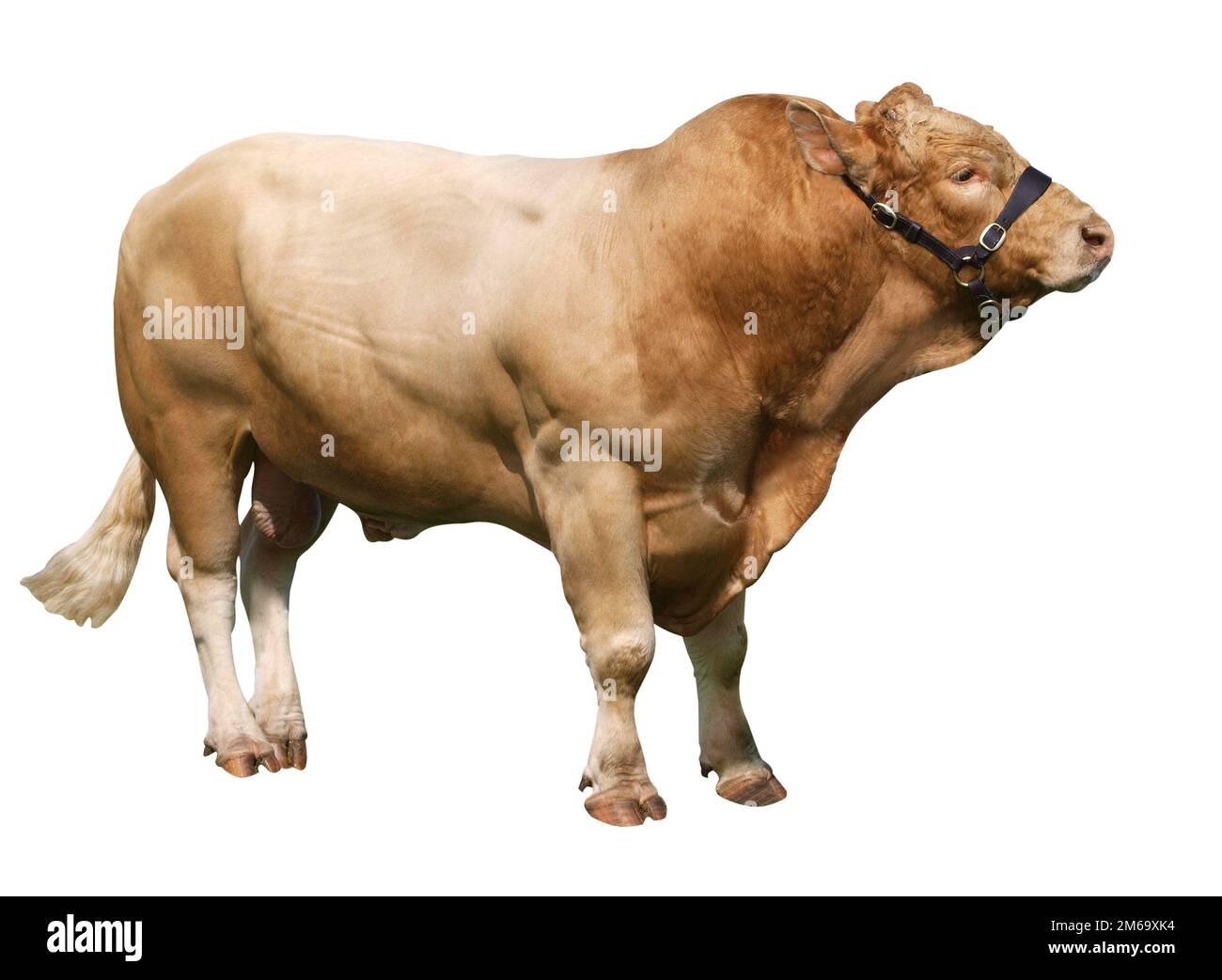 Large Gelbvieh bull Stock Photo - Alamy