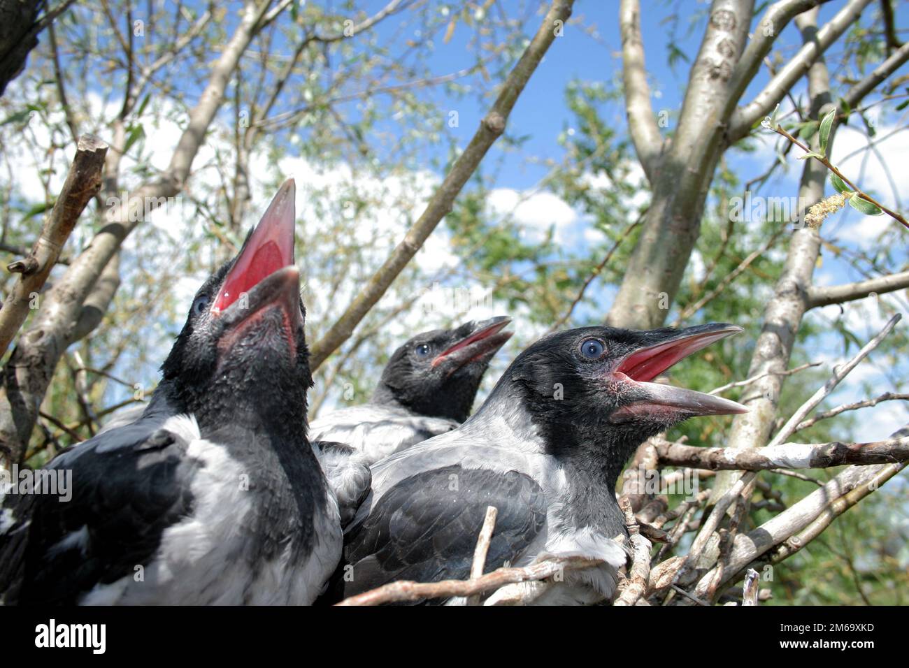 Crows fledgling 2 Stock Photo - Alamy