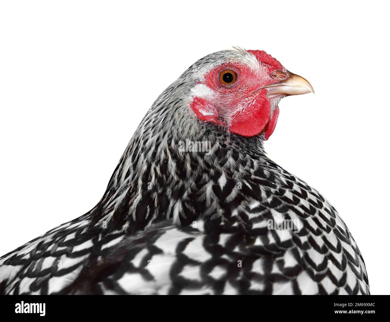 Plymouth Rock Hen Stock Photo - Alamy