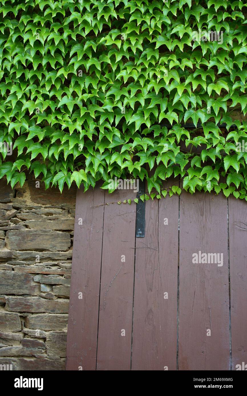 Vine door hi-res stock photography and images - Alamy