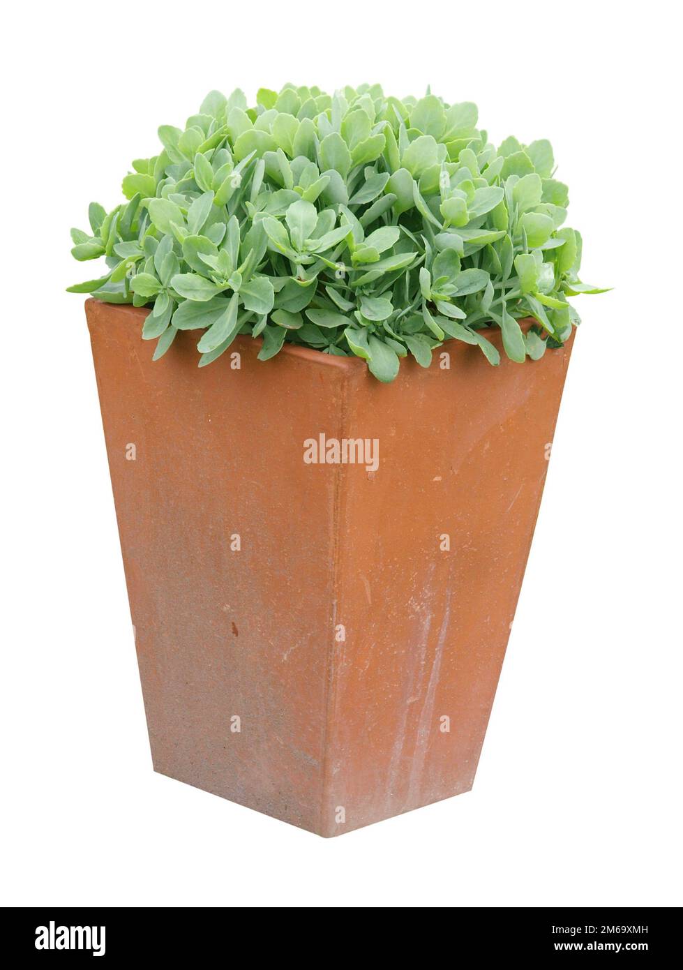 Her planter Cut Out Stock Images & Pictures - Alamy