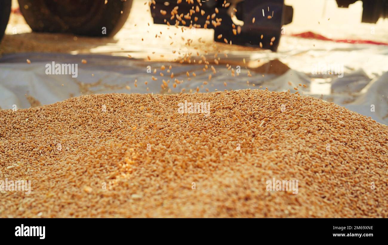 Fresh harvested Wheat seeds falling from tractor machine on the ground ...