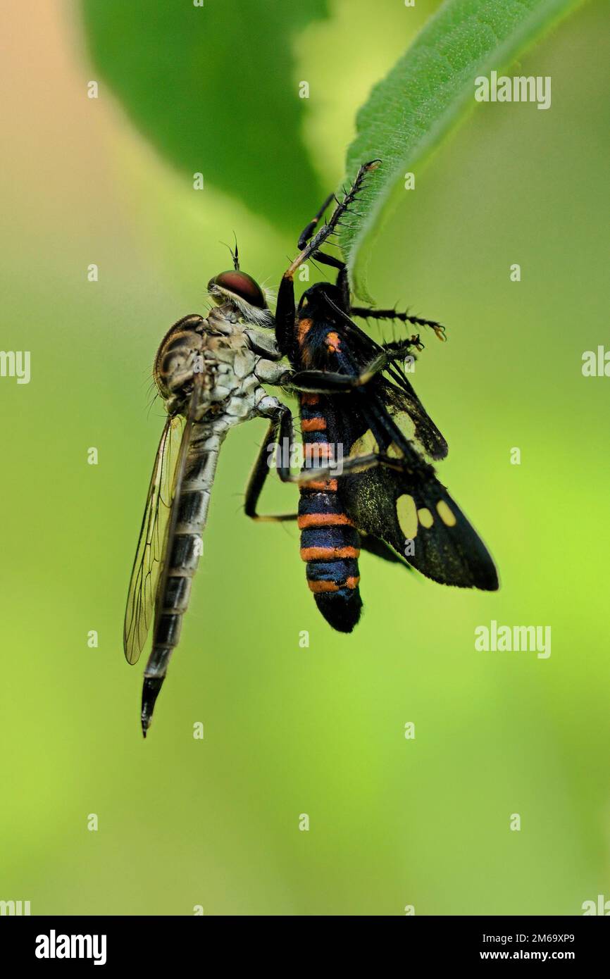 Insect robber fly mating hi-res stock photography and images - Alamy
