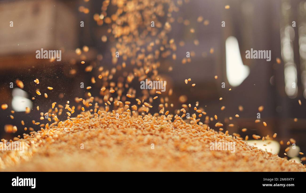 Fresh harvested Wheat seeds falling from tractor machine on the ground ...