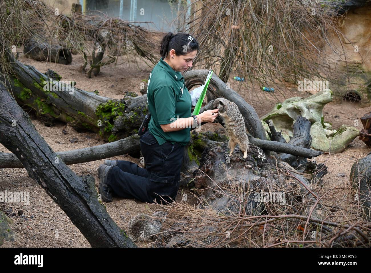 At london zoo the turtle hi-res stock photography and images - Alamy