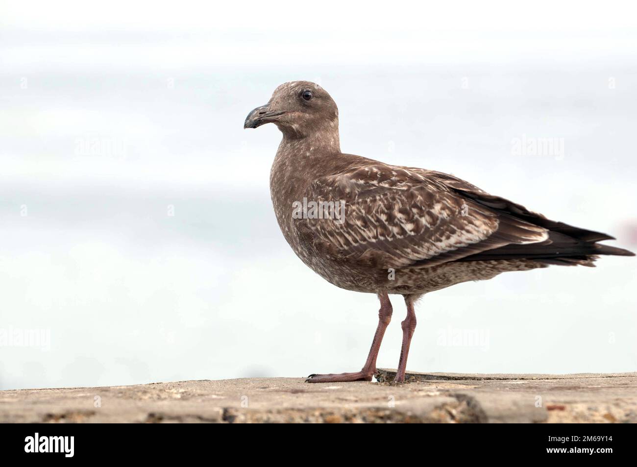 Gull wing bridge hi-res stock photography and images - Alamy