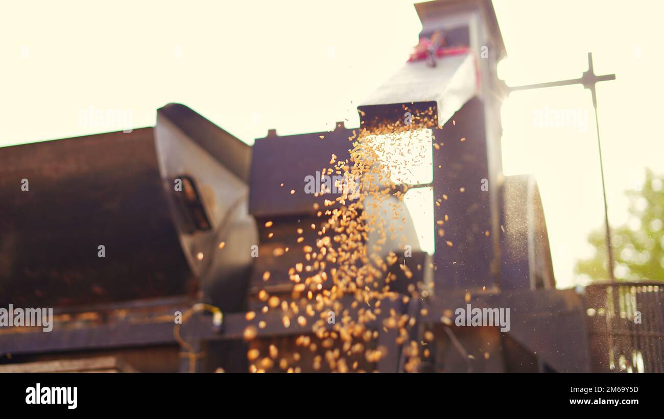 Fresh harvested Wheat seeds falling from tractor machine on the ground ...