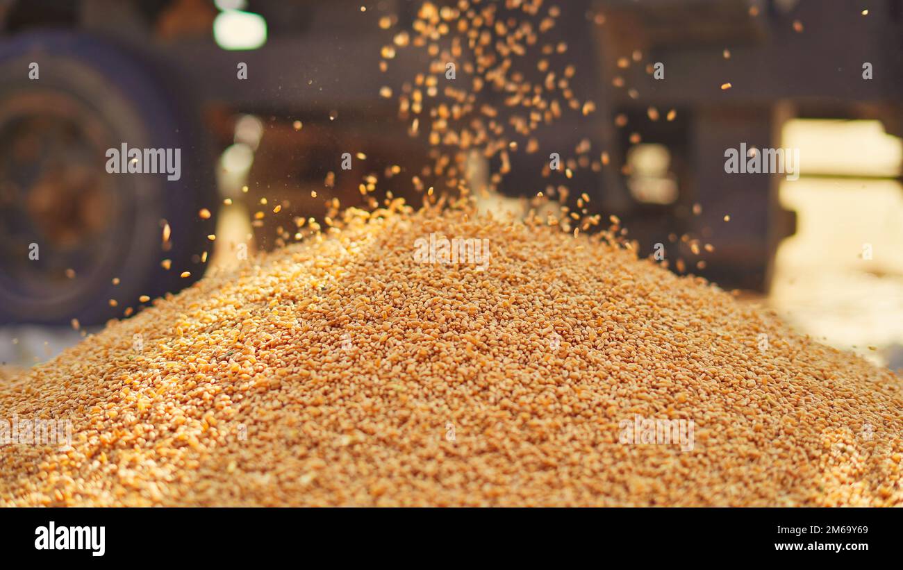 Fresh harvested Wheat seeds falling from tractor machine on the ground ...