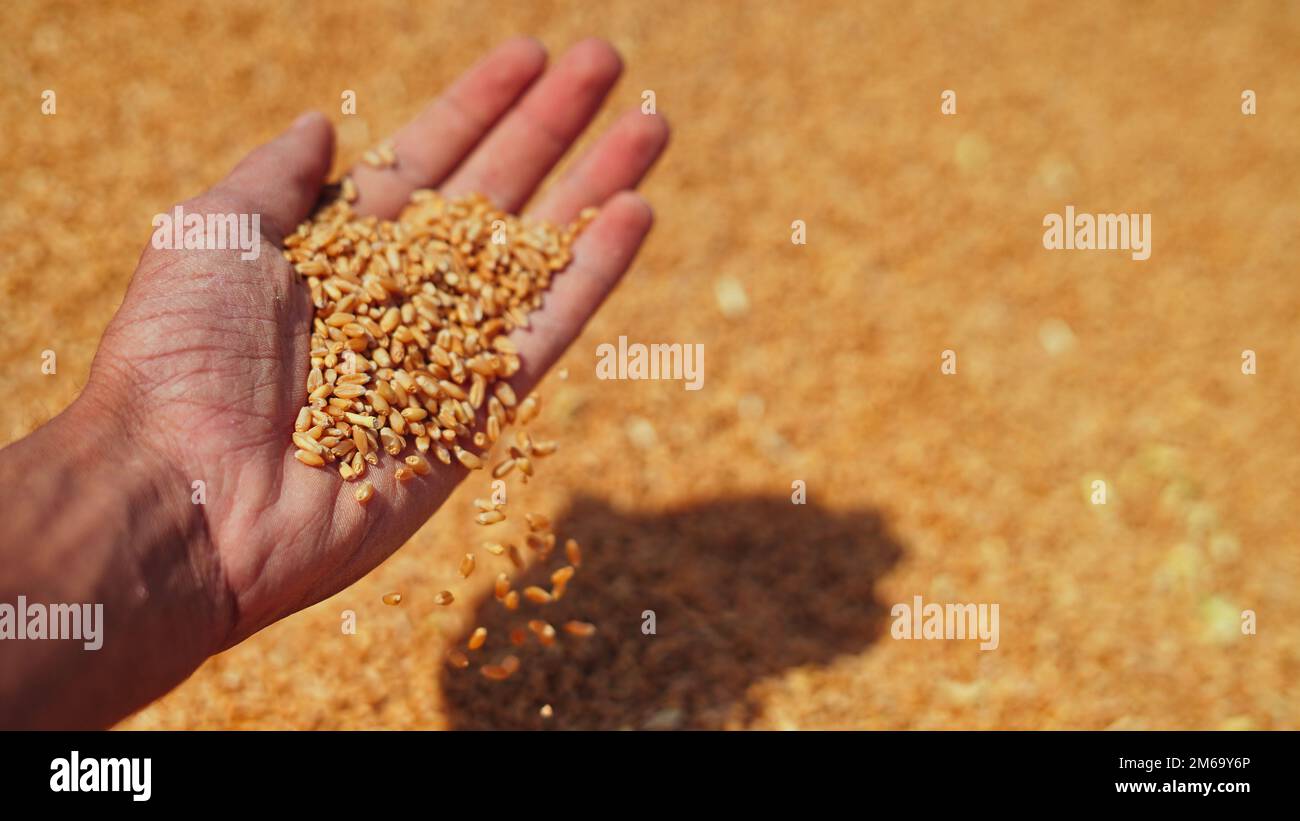 Wheat grains in a hand after good harvest of successful farmer. Close ...