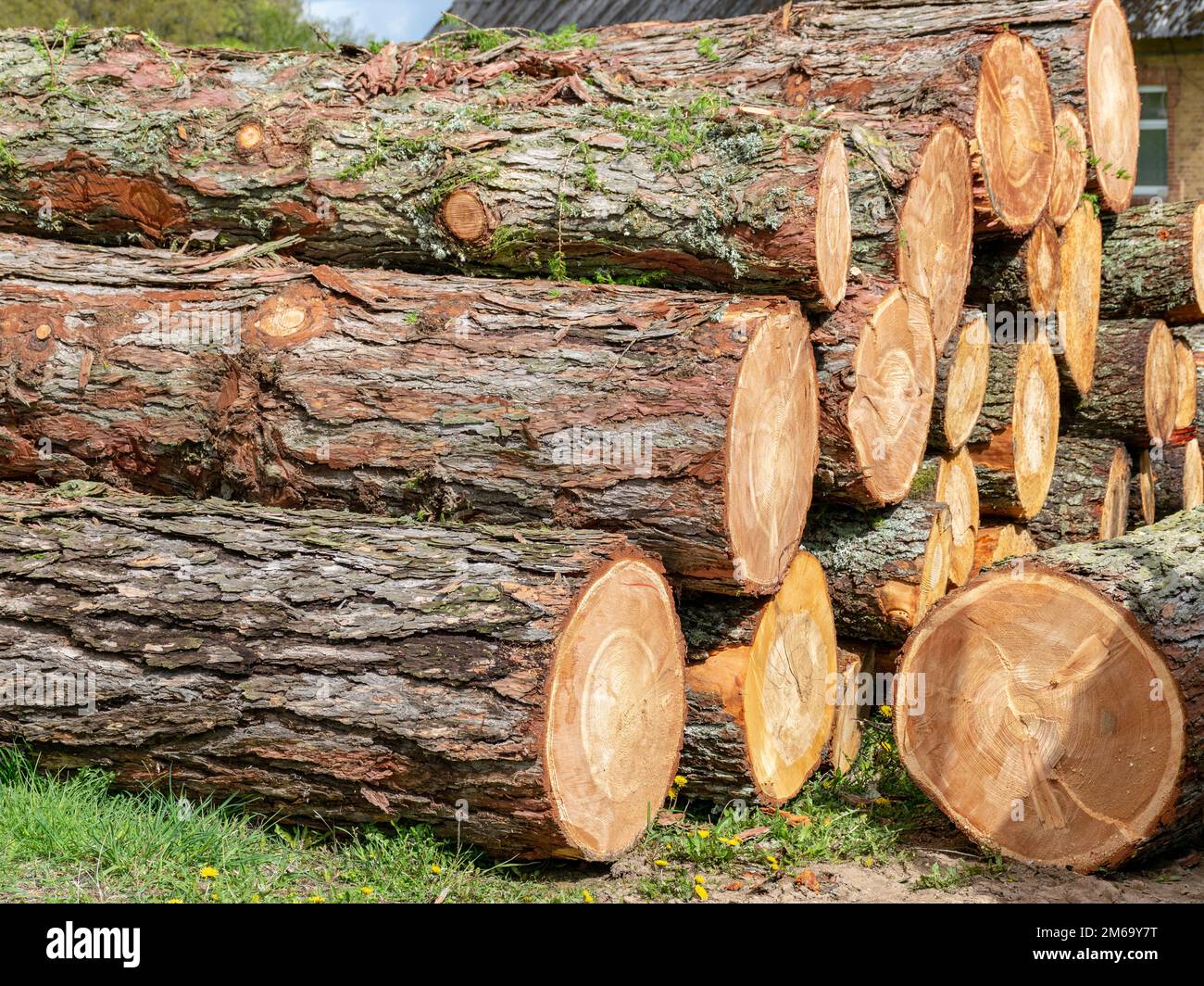 picture with stack of sawn logs, wood pile reserve for the winter. Pile ...