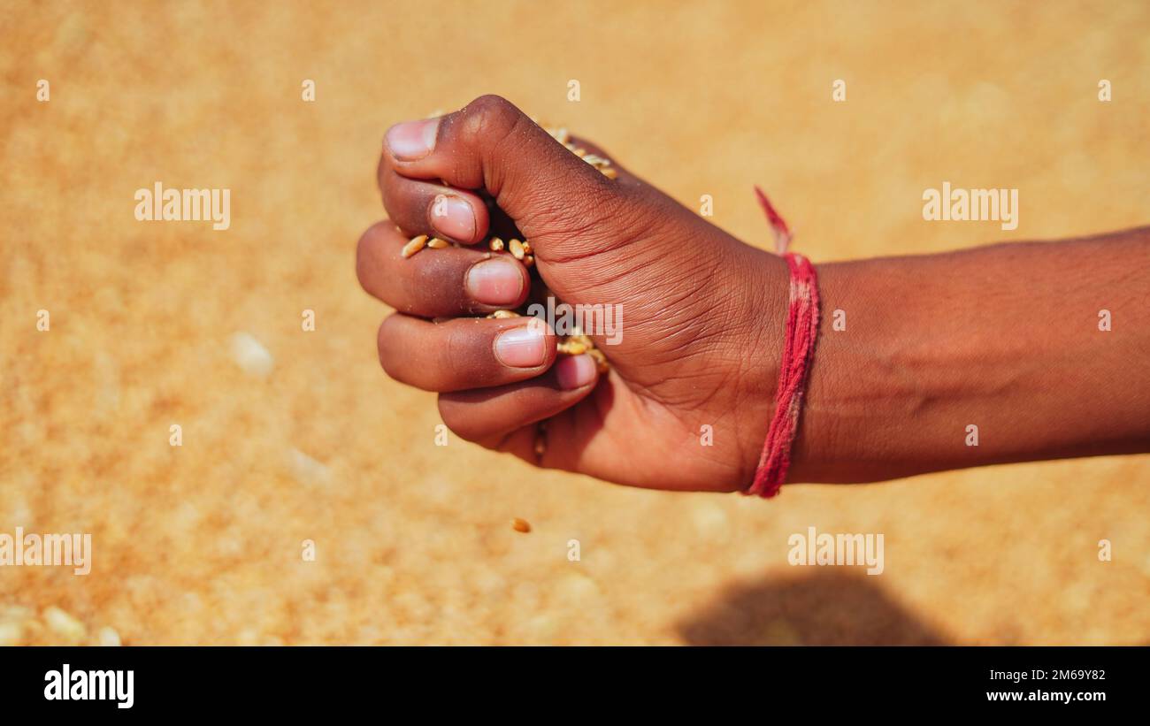 Wheat grains in a hand after good harvest of successful farmer. Close ...