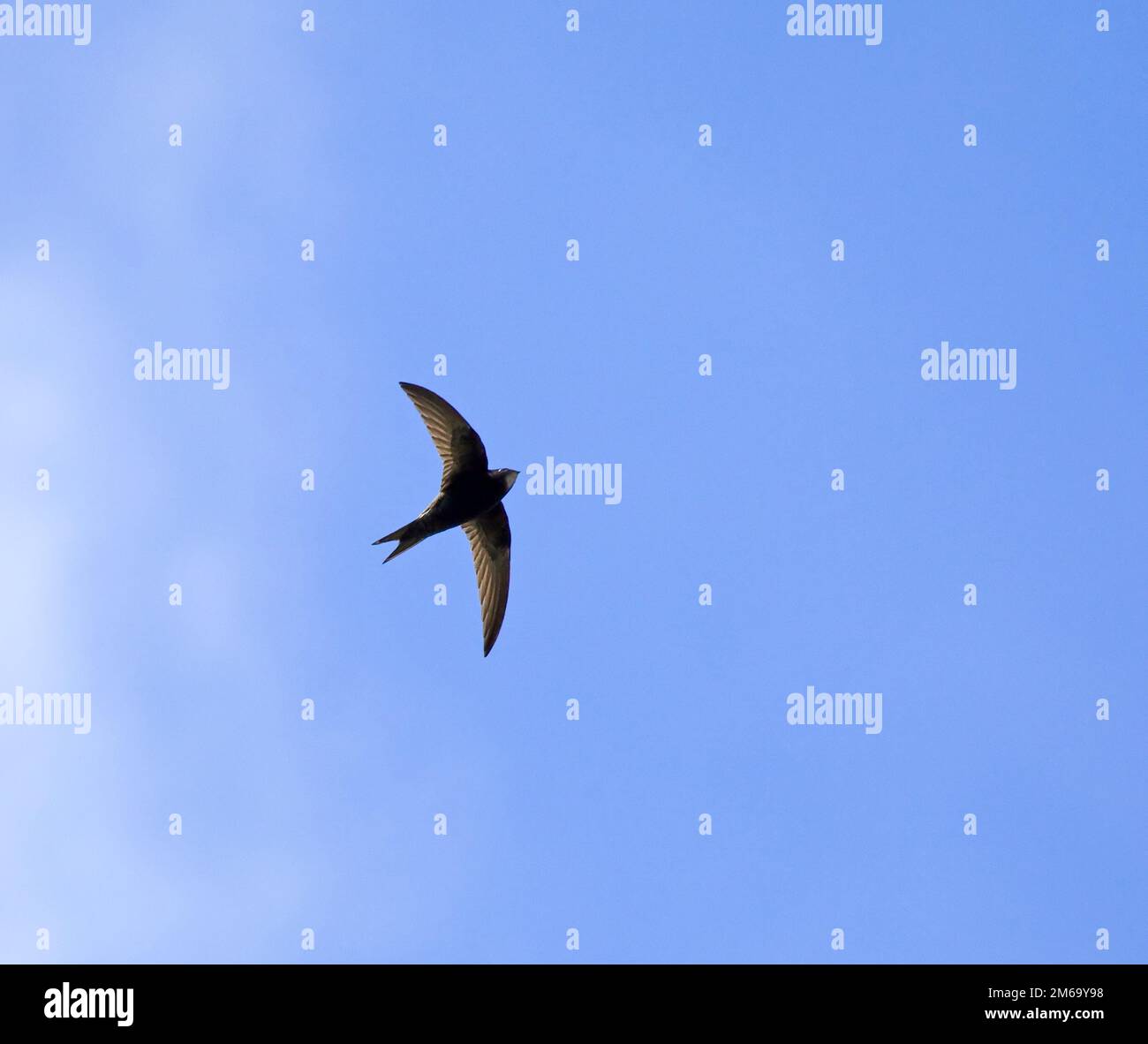 Common Swift and cloud Stock Photo - Alamy