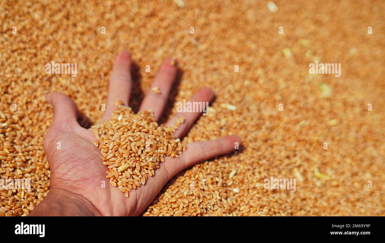 Wheat grains in a hand after good harvest of successful farmer. Close ...