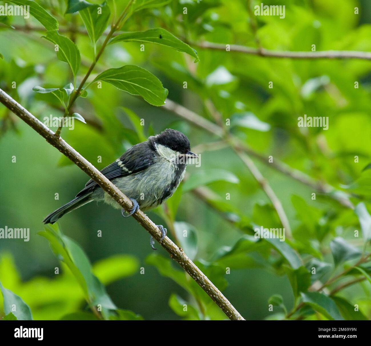 Great Tit fledgling Stock Photo - Alamy