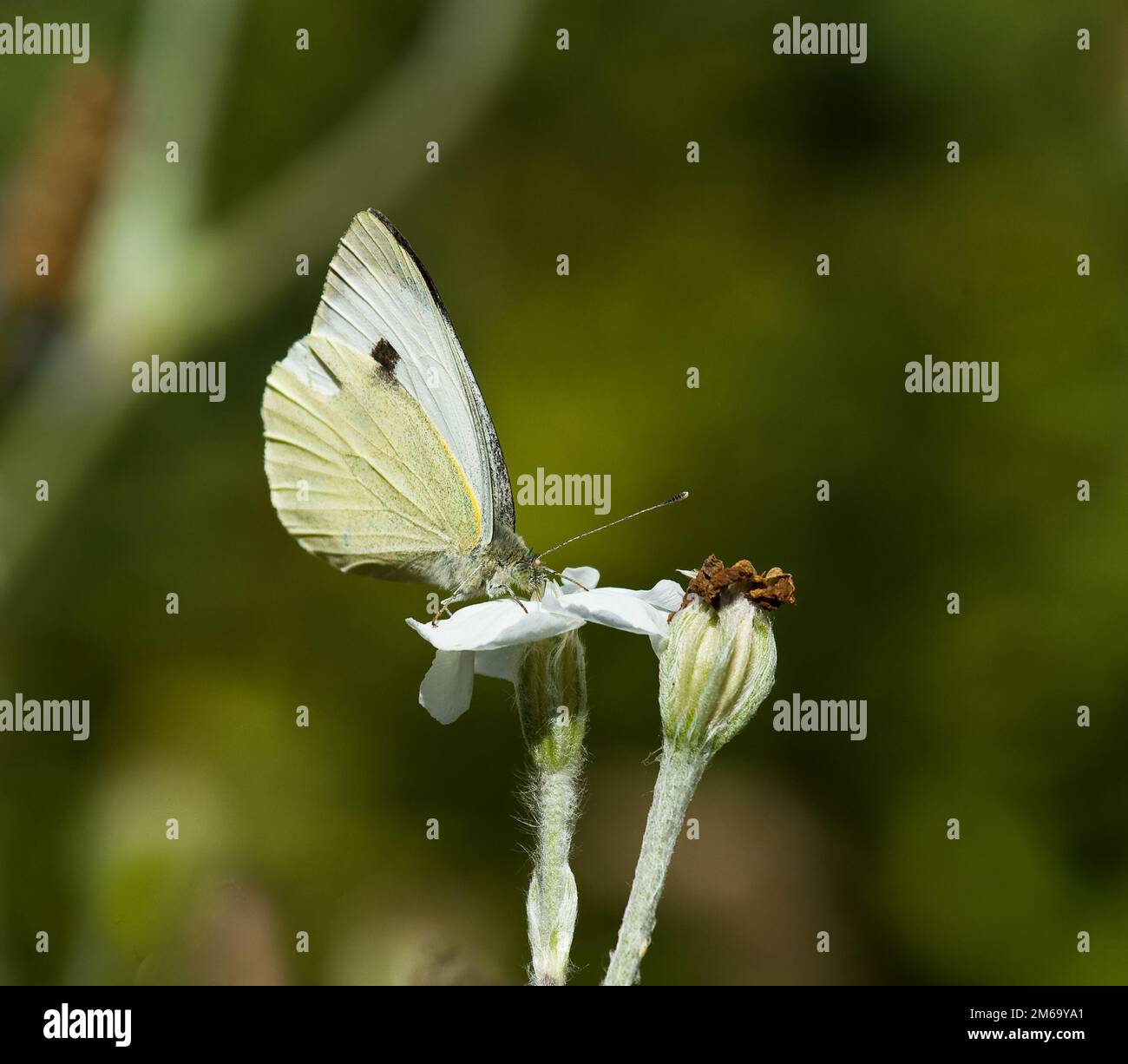 Large White Butterfly Stock Photo - Alamy