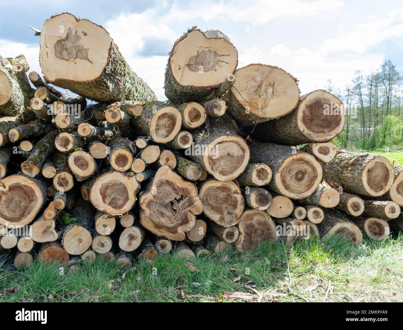 spring picture with wooden logs of pine woods in the forest, stacked in ...