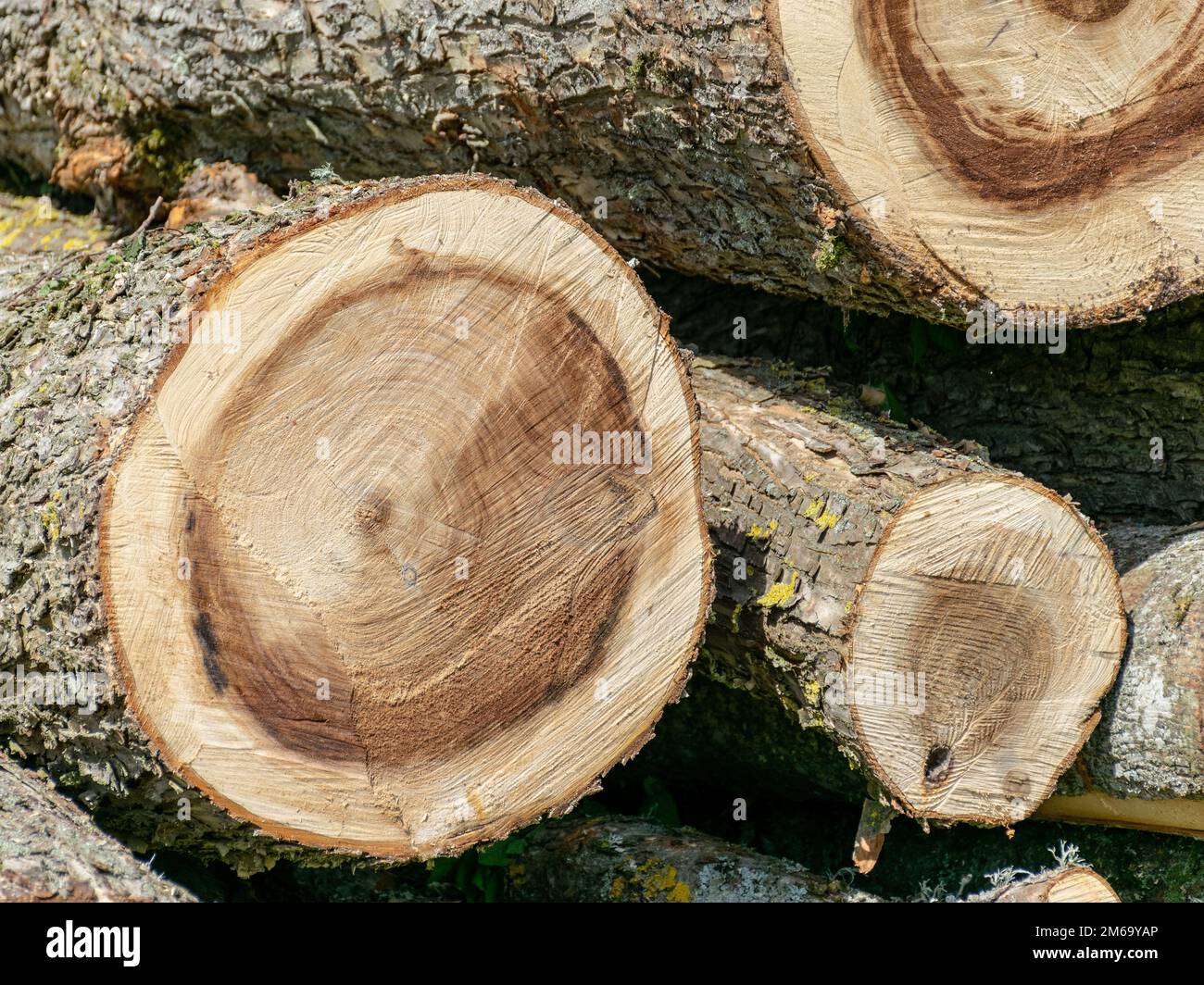 picture with cut wood tree section with cracks and annual rings, flat ...