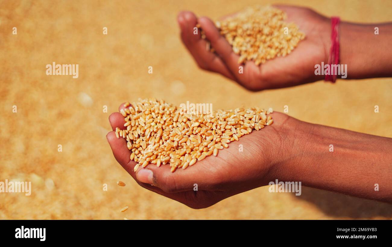 Wheat grains in a hand after good harvest of successful farmer. Close ...