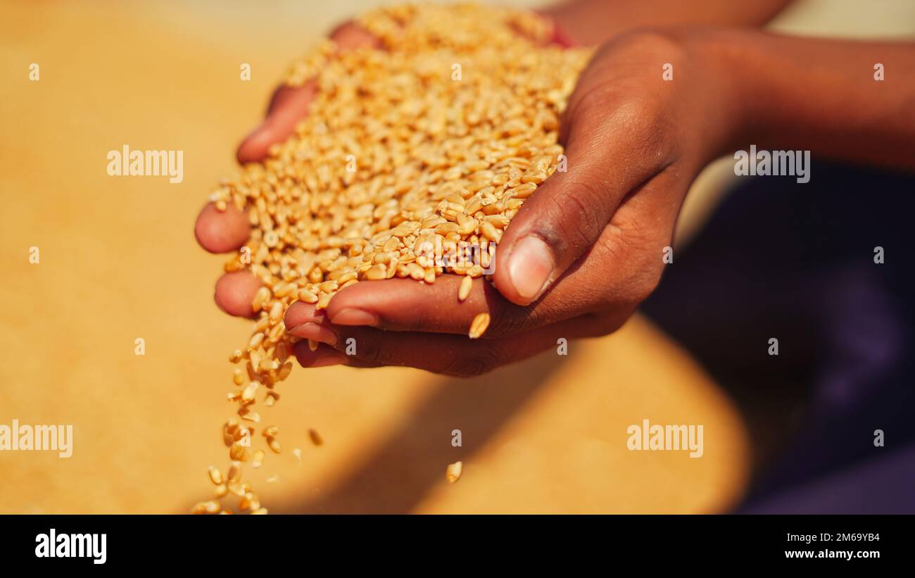 Hands pouring wheat grains hi-res stock photography and images - Alamy