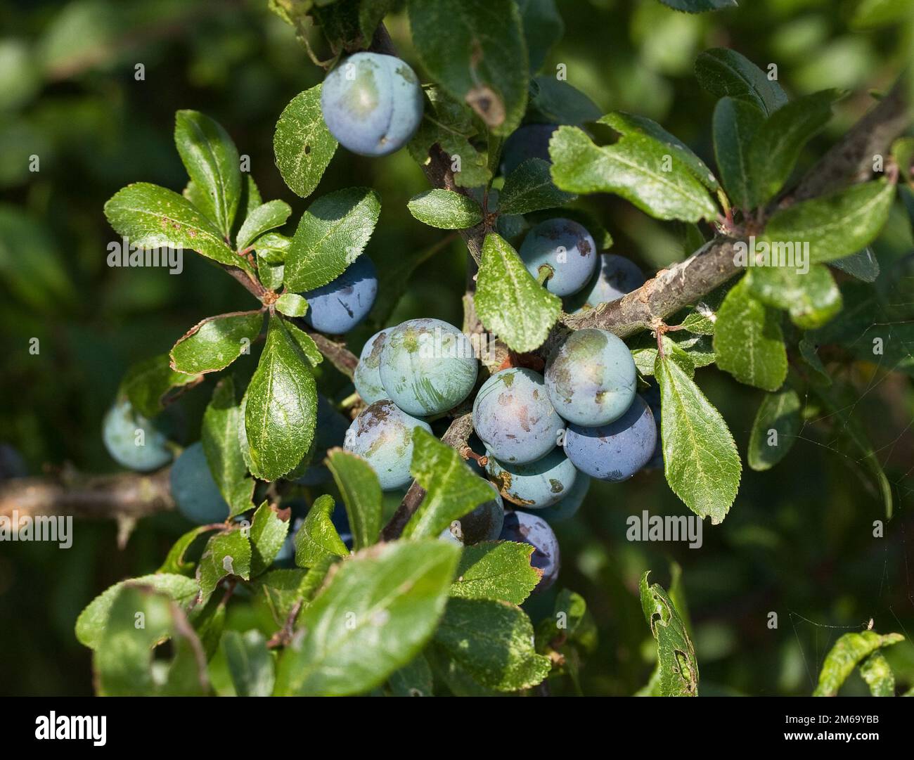 Sloe tree with berries hi-res stock photography and images - Alamy