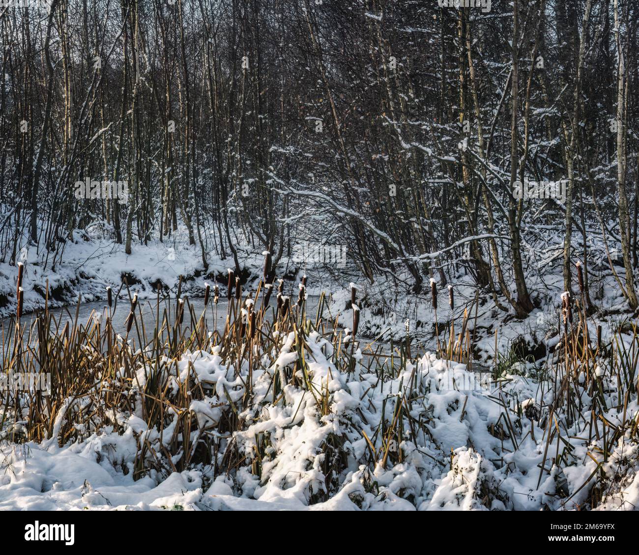 Snow-covered water sticks by the forest pond Stock Photo - Alamy